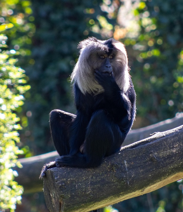 Macaco Natureza Animal - Foto gratuita no Pixabay - Pixabay