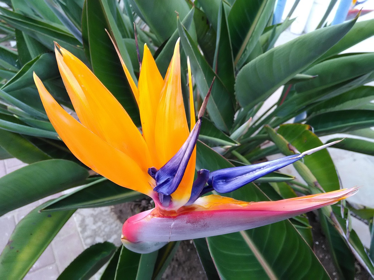 Strelitzia Reginae Flower Nature - Free photo on Pixabay - Pixabay