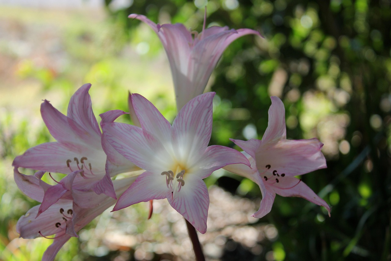 Nature Flowers Plant Free Photo On Pixabay Pixabay