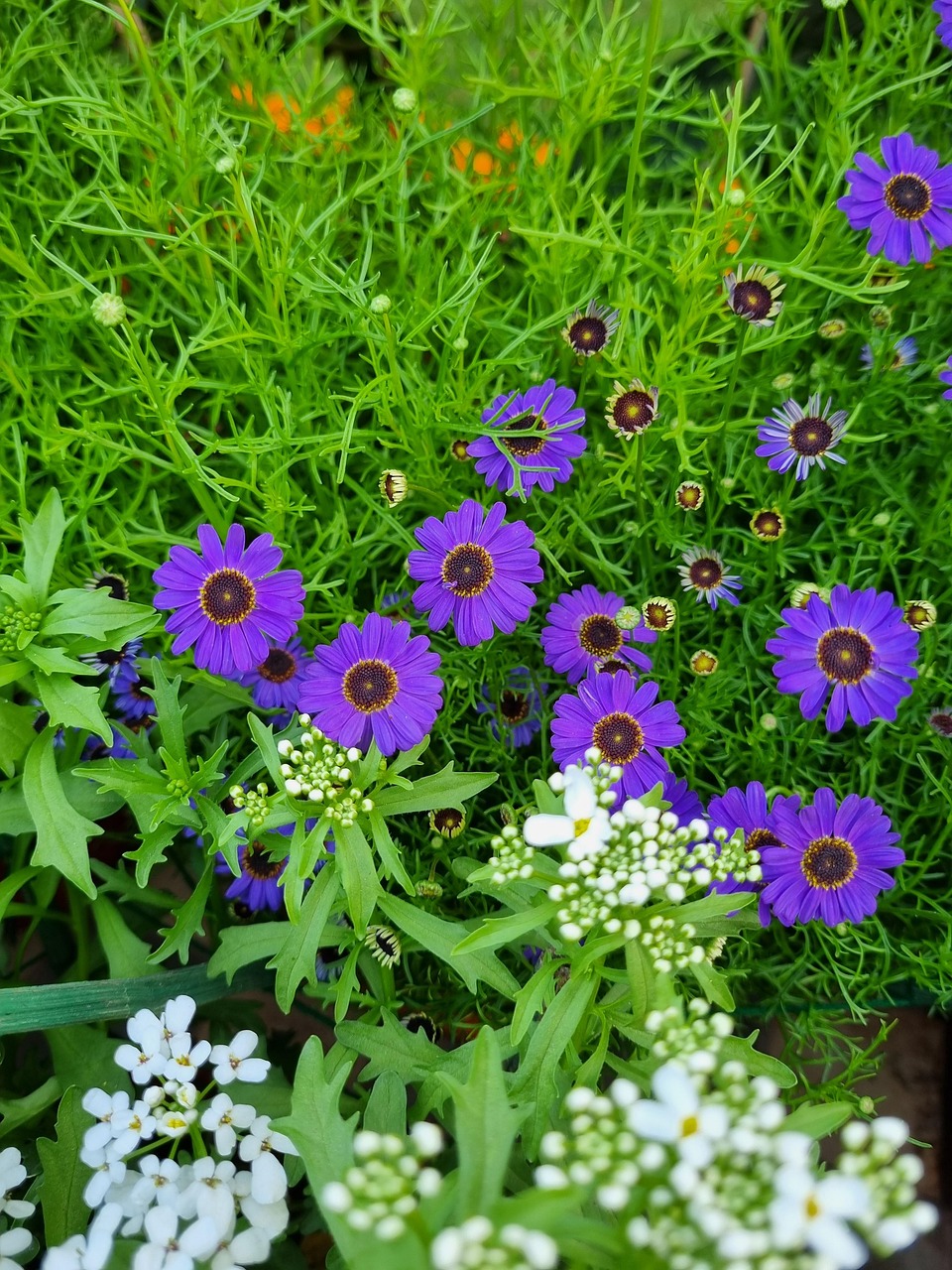 Melhores Flores Fotos De Foto Gratuita No Pixabay Pixabay