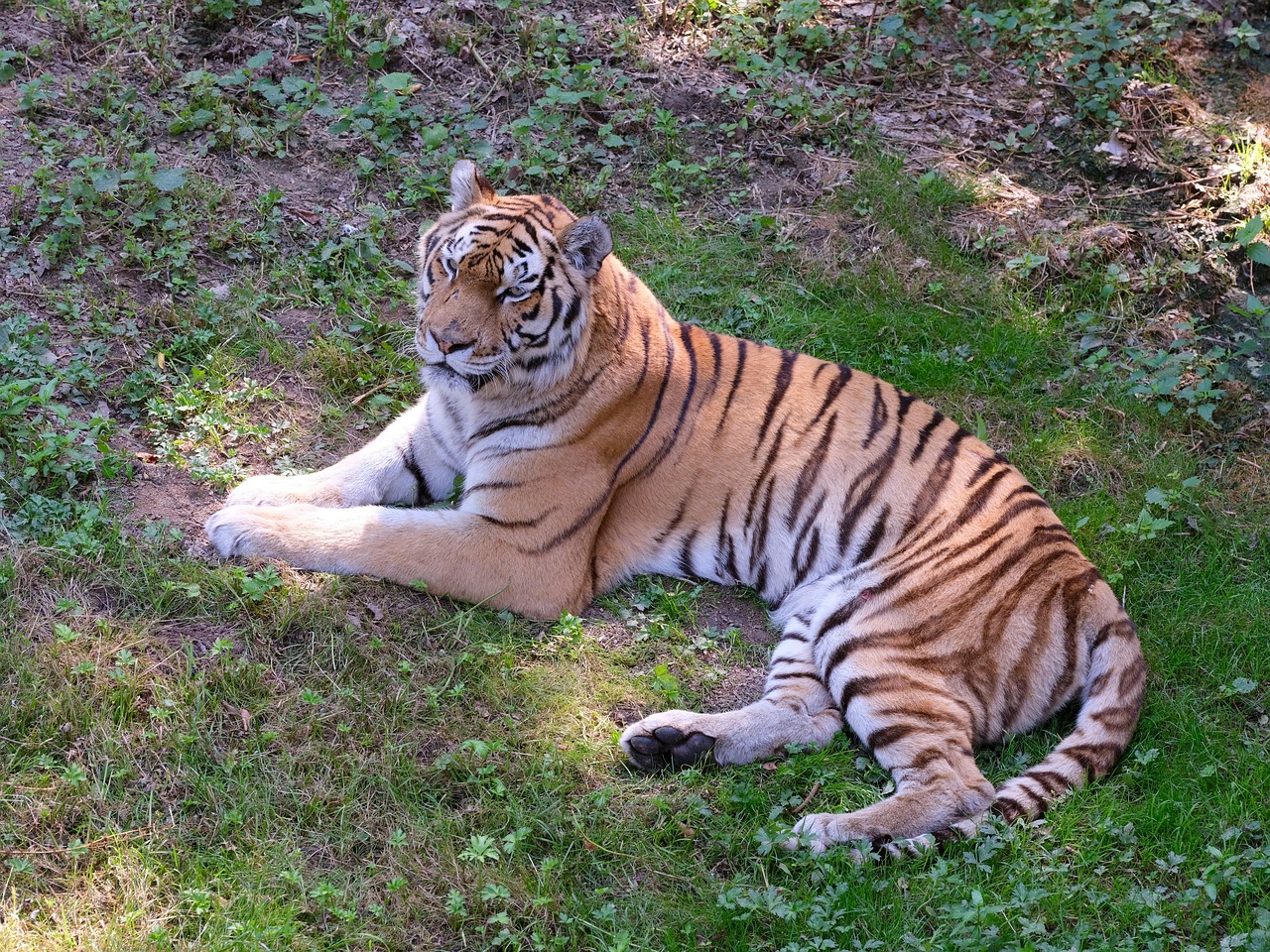 Animal Tigre Felino Panthera - Foto gratuita no Pixabay - Pixabay