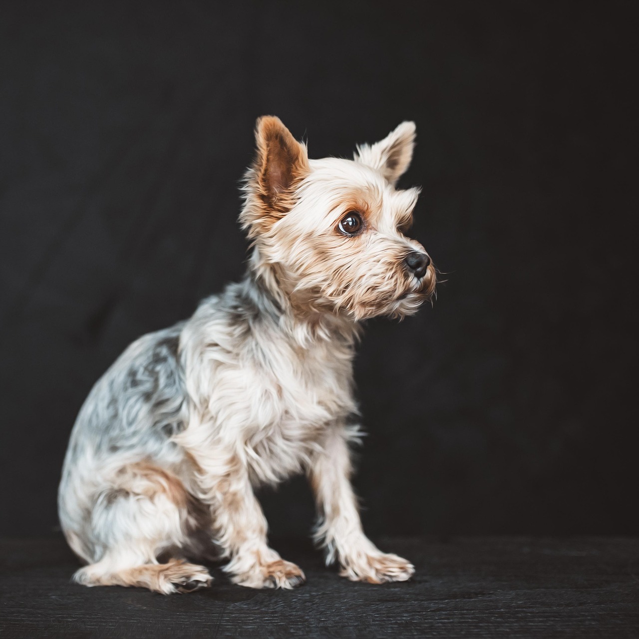 Chien Yorkshire Terrier Petit - Photo gratuite sur Pixabay - Pixabay