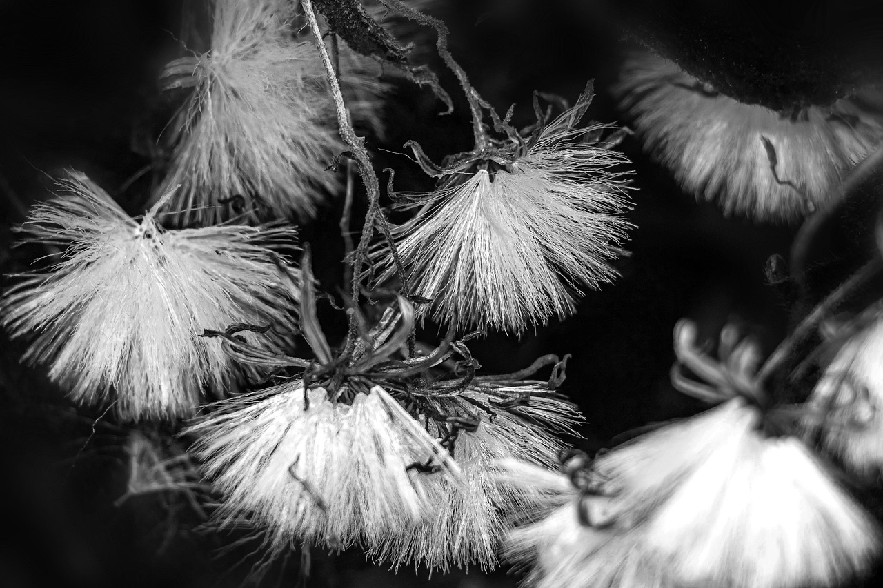 Bunga Mekar Hitam Dan Putih Satu - Foto gratis di Pixabay - Pixabay