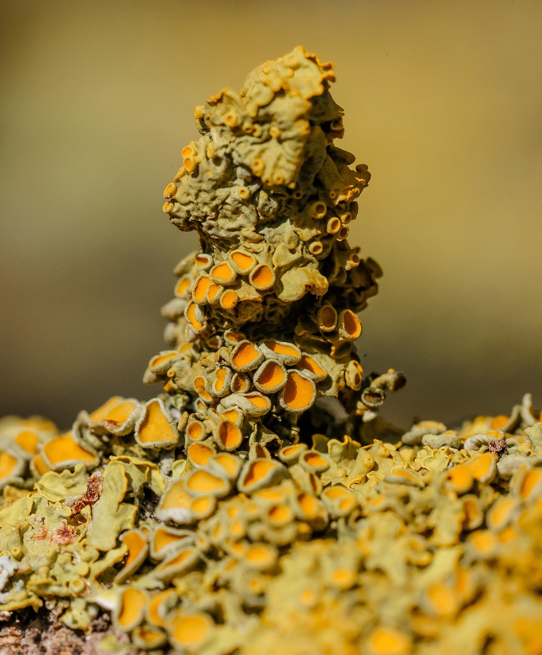 Xanthoria Parietina Liquen - Foto gratis en Pixabay - Pixabay