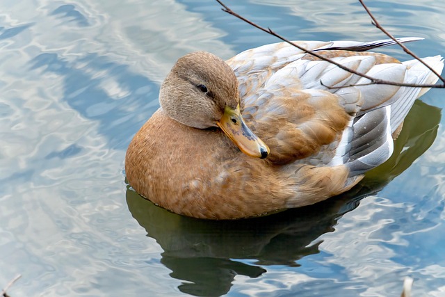 Swedish Yellow Duck Bird - Free photo on Pixabay
