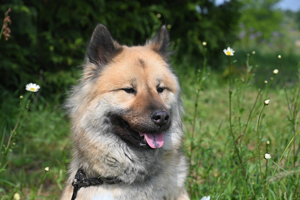 Dog Canine Eurasier Shoreline - Free photo on Pixabay - Pixabay