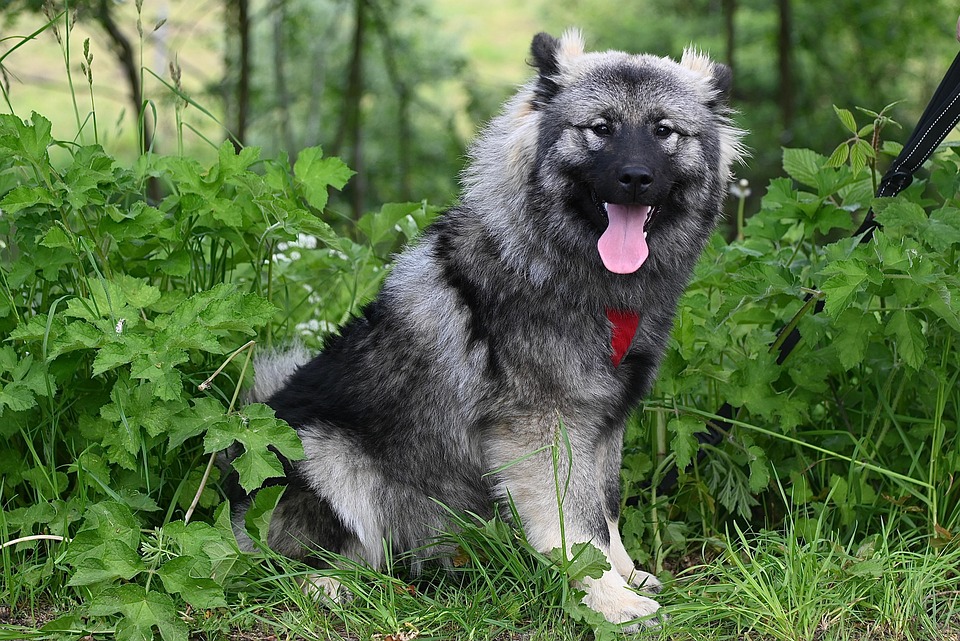 Topaz Eurasier Female Dog - Free photo on Pixabay - Pixabay