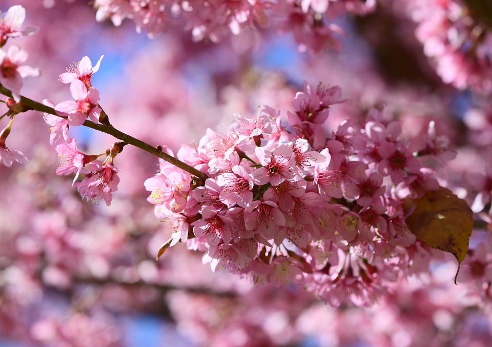 Cherry Blossoms Pink Flowers - Free photo on Pixabay - Pixabay