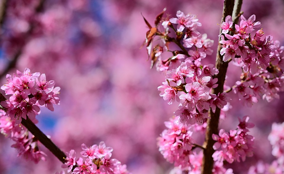 Cherry Blossoms Pink Flowers - Free photo on Pixabay - Pixabay