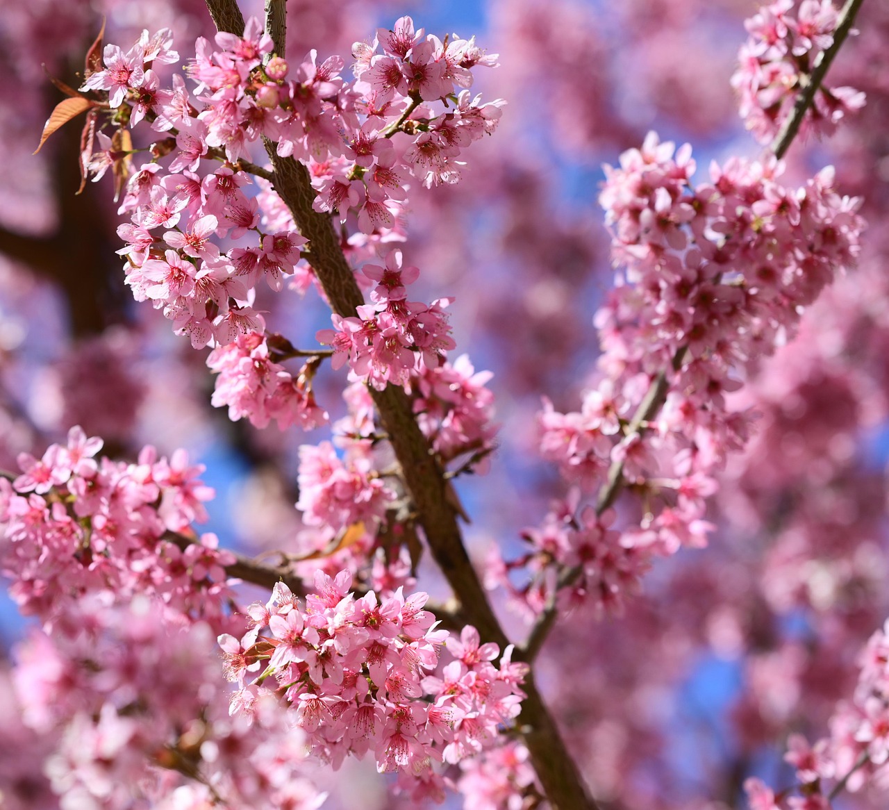 Cherry Blossoms Pink Flowers - Free photo on Pixabay - Pixabay