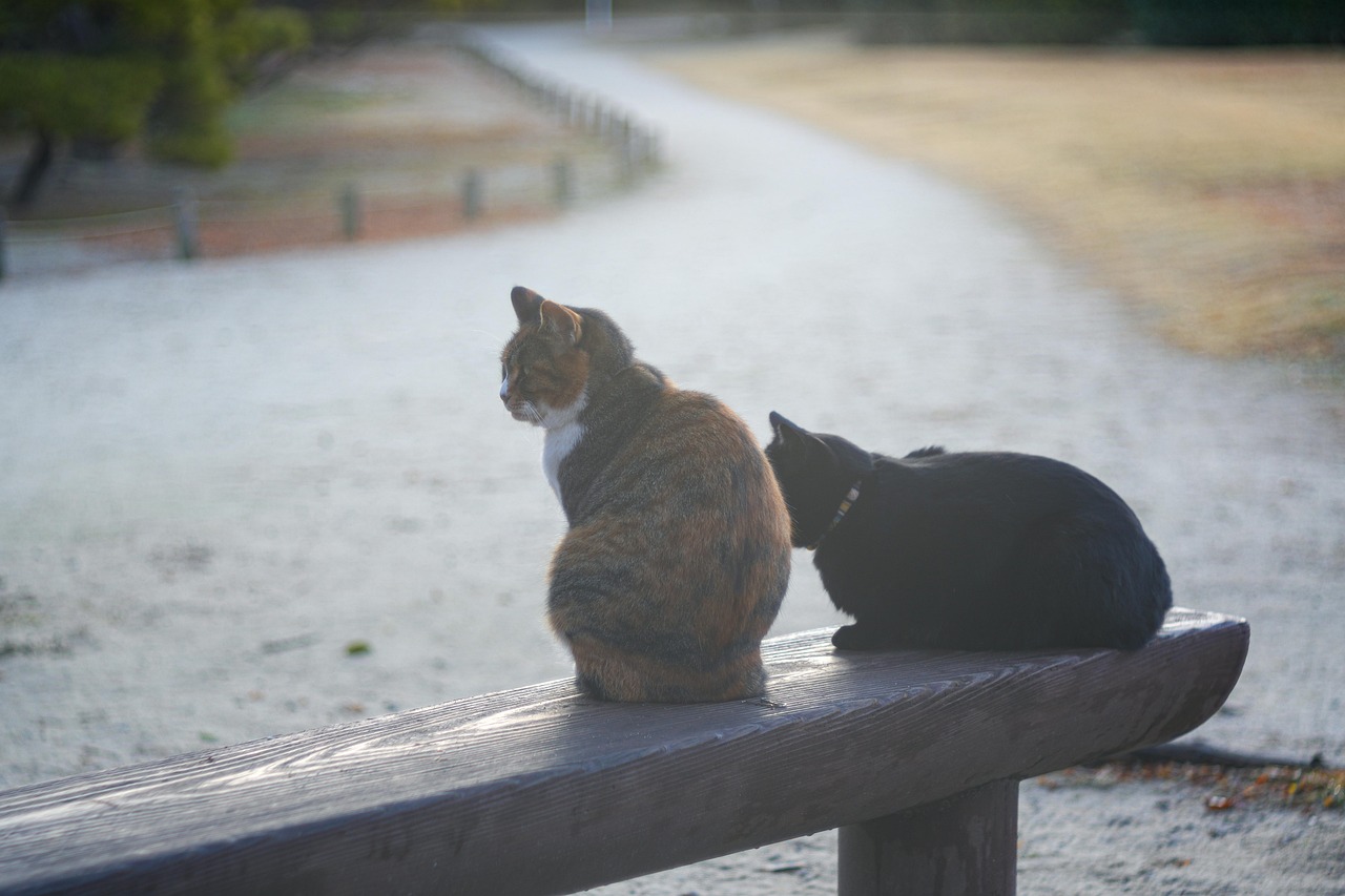 Cat Chat Animal - Photo gratuite sur Pixabay - Pixabay