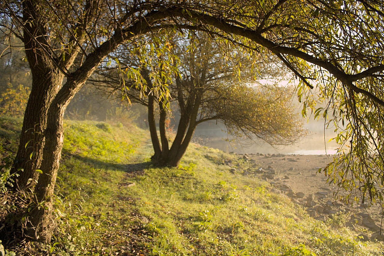 Tree Path Morning - Free photo on Pixabay - Pixabay