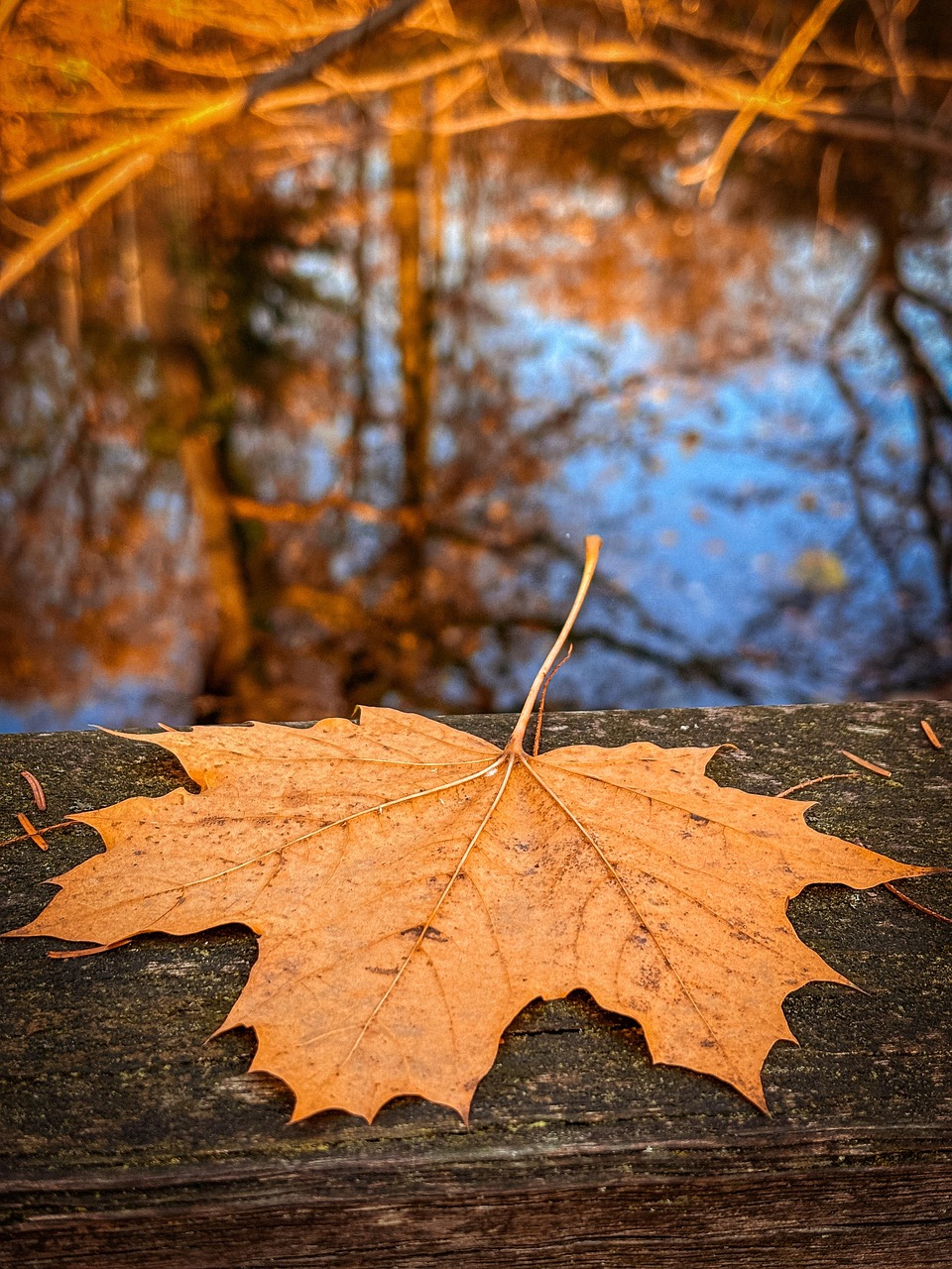 Levelek Juharfa Esik - Ingyenes fotó a Pixabay-en - Pixabay