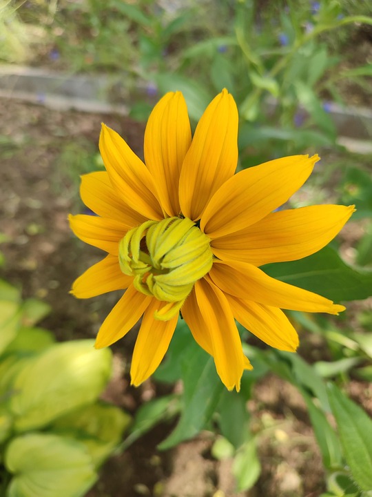 Fleur Jaune Plantes Flower - Photo gratuite sur Pixabay - Pixabay