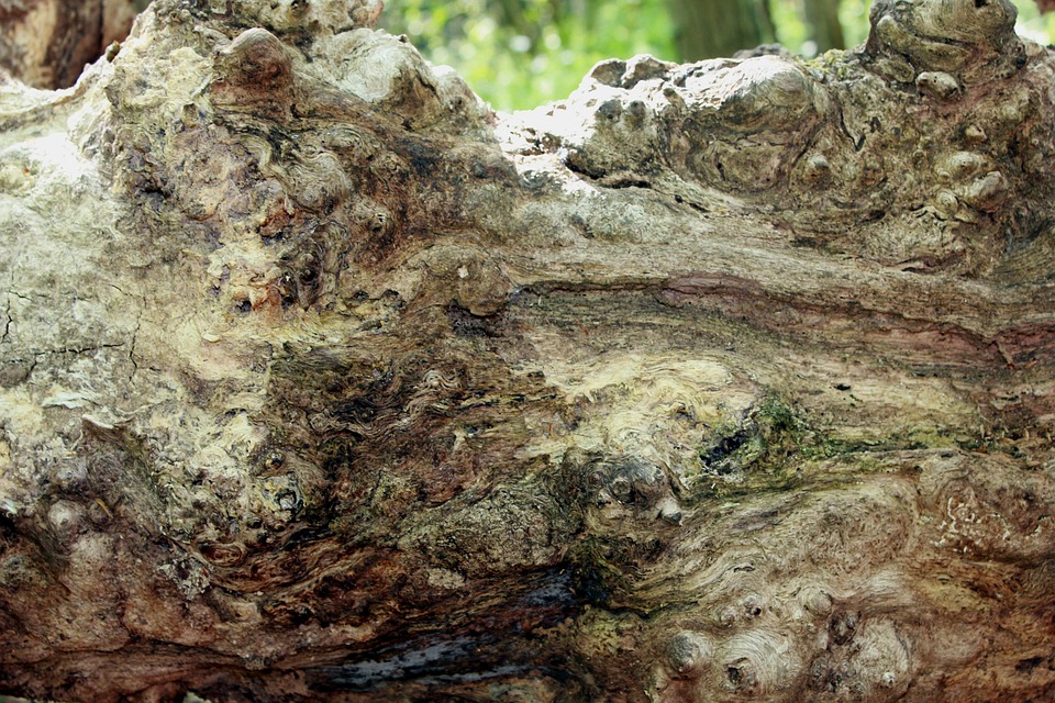 Nature Arbre Aboyer - Photo gratuite sur Pixabay - Pixabay