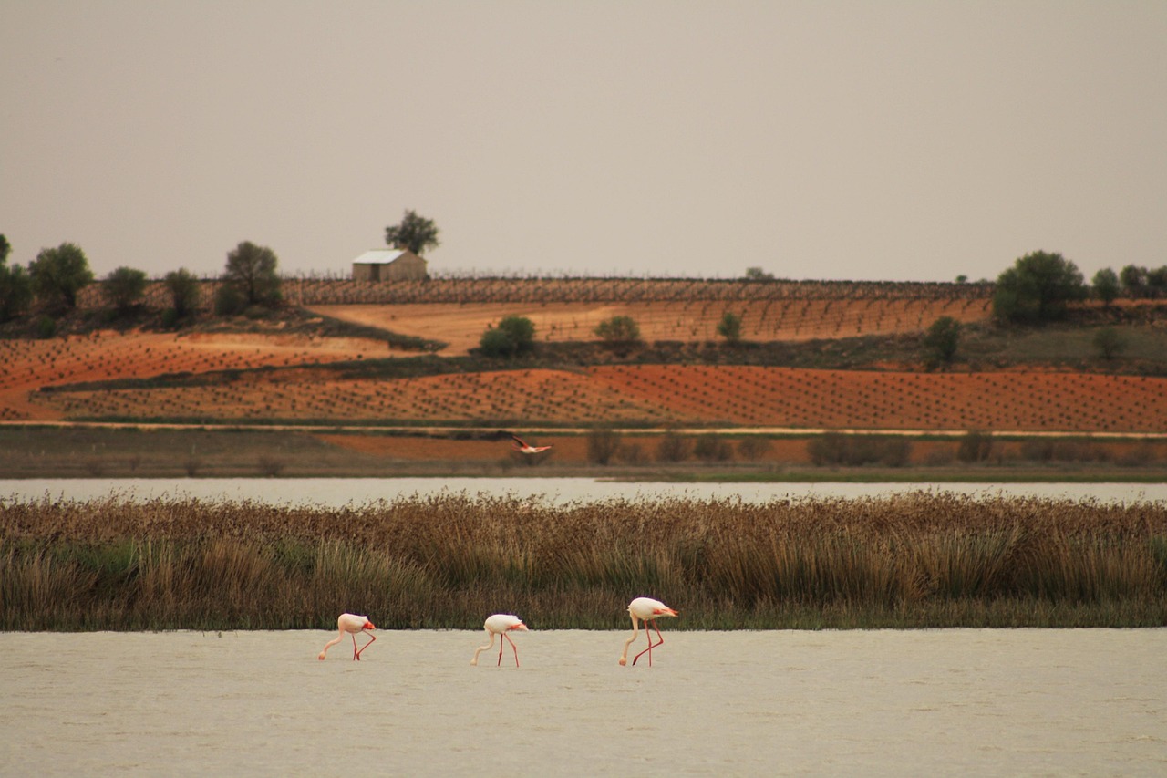 Flamingos Animais Castela La - Foto gratuita no Pixabay - Pixabay