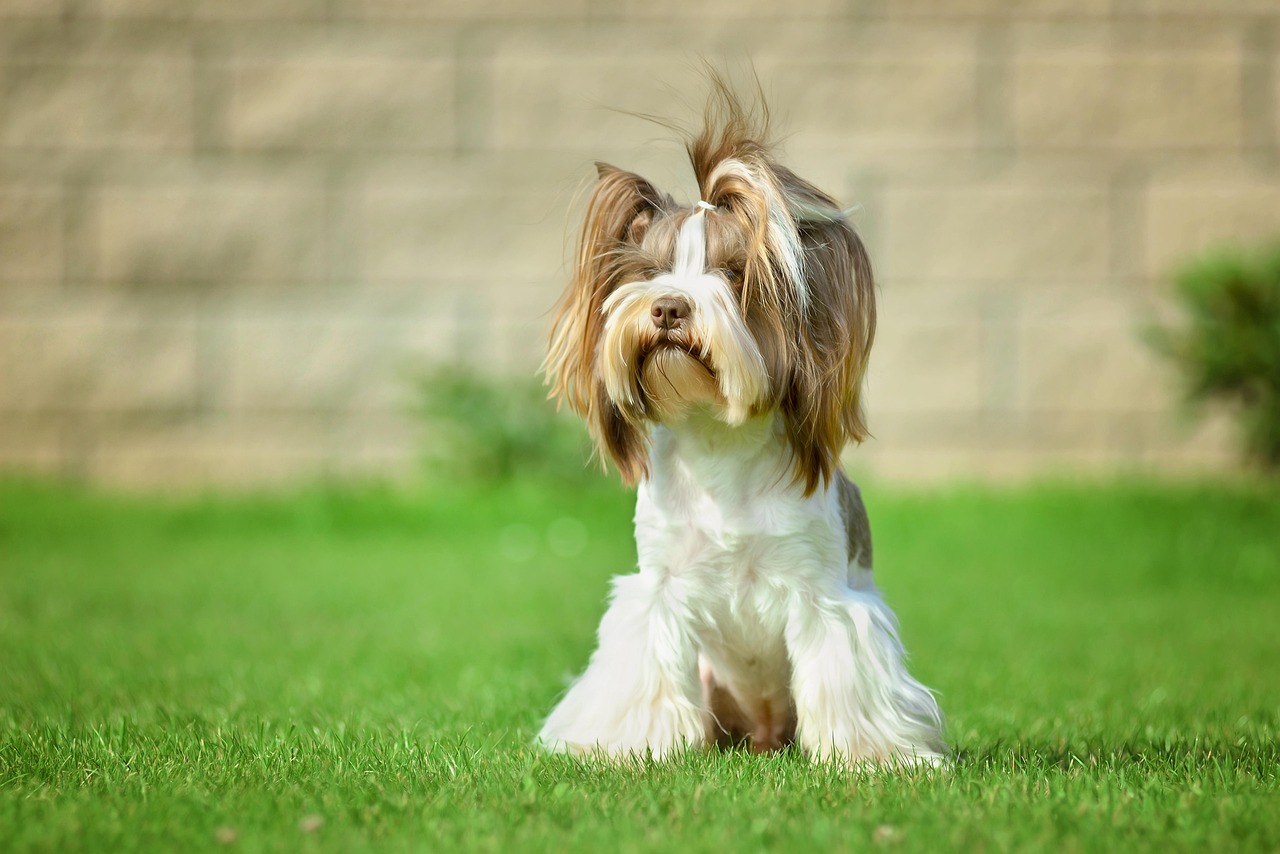 Yorkshire Terrier Hund Tier - Kostenloses Foto auf Pixabay - Pixabay