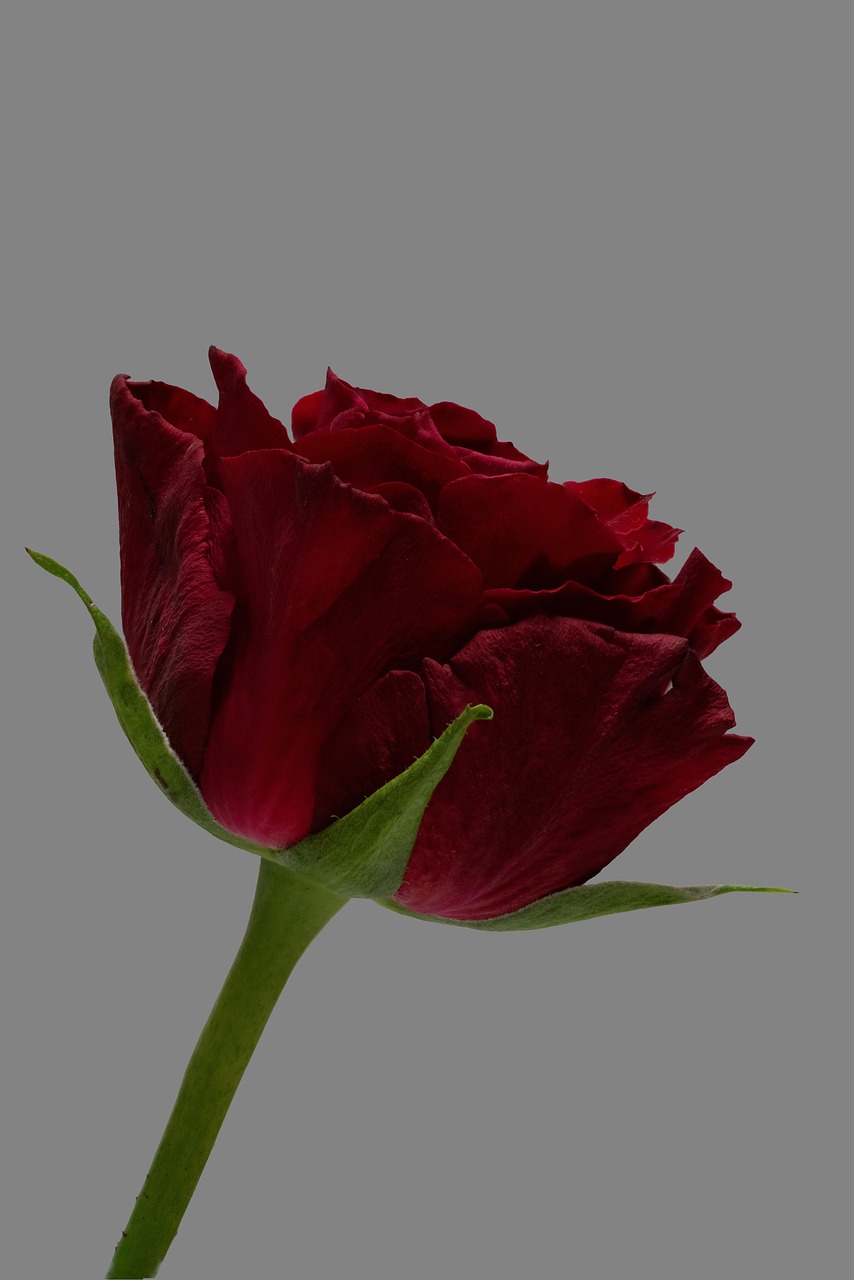 Rose Blume Knospe - Kostenloses Foto auf Pixabay - Pixabay