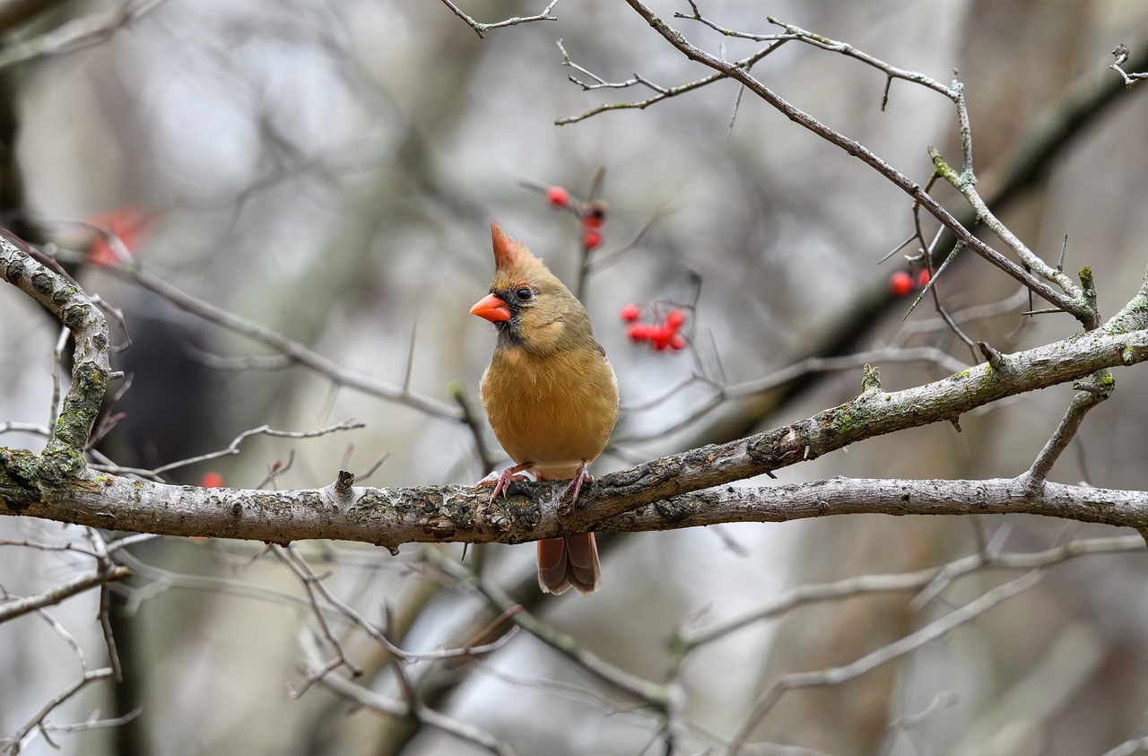 Bird Cardinal Beak - Free photo on Pixabay - Pixabay