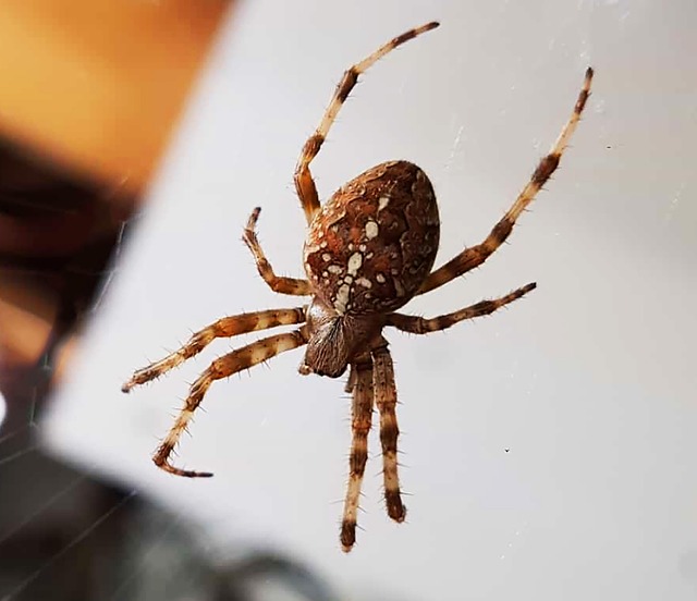 Araneus Spider Nature - Free photo on Pixabay - Pixabay