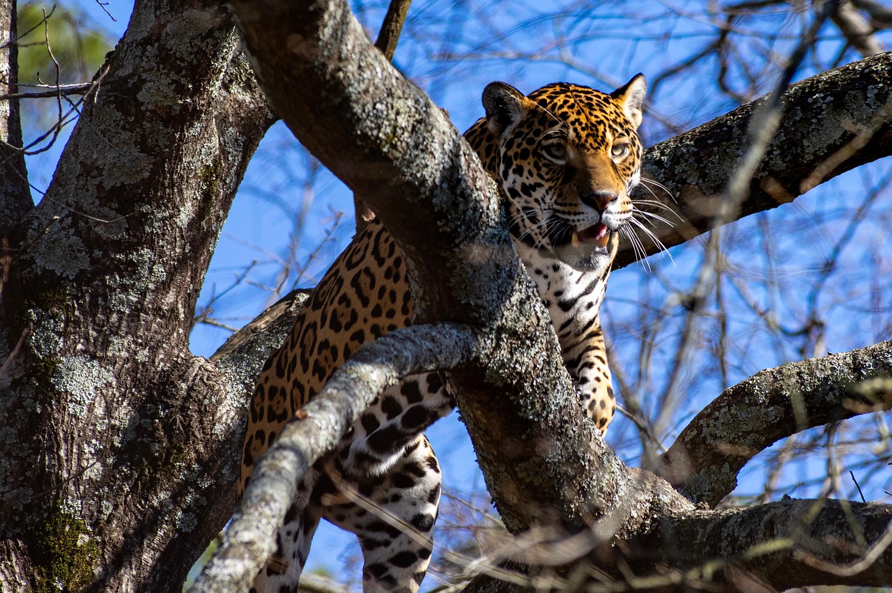 Jaguar Animal Mammal - Free photo on Pixabay