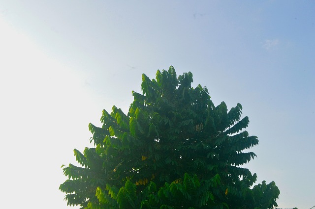 Morning Tree Nature Blue - Free photo on Pixabay - Pixabay