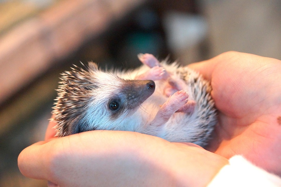 Igel Tier Dornig - Kostenloses Foto auf Pixabay - Pixabay