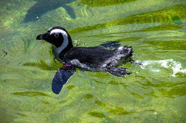 Manchot Oiseau Animal - Photo gratuite sur Pixabay - Pixabay