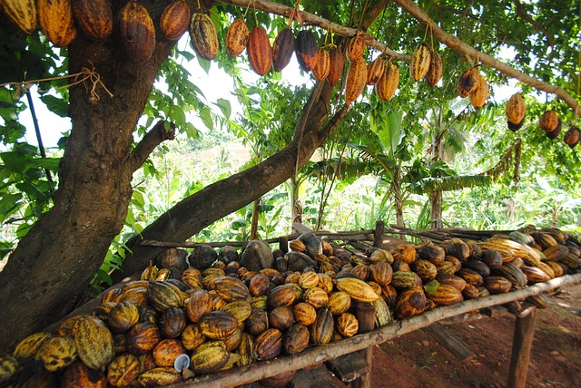 Théobroma Cacao Chocolat - Photo gratuite sur Pixabay - Pixabay