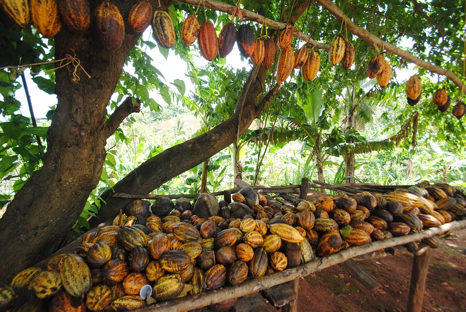 Théobroma Cacao Chocolat - Photo gratuite sur Pixabay - Pixabay