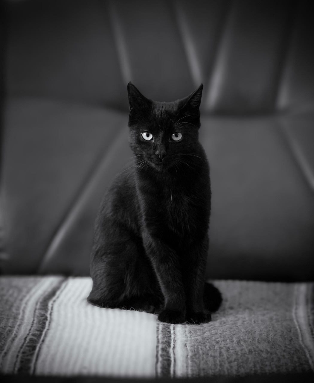 Cat Pet Animal - Free photo on Pixabay