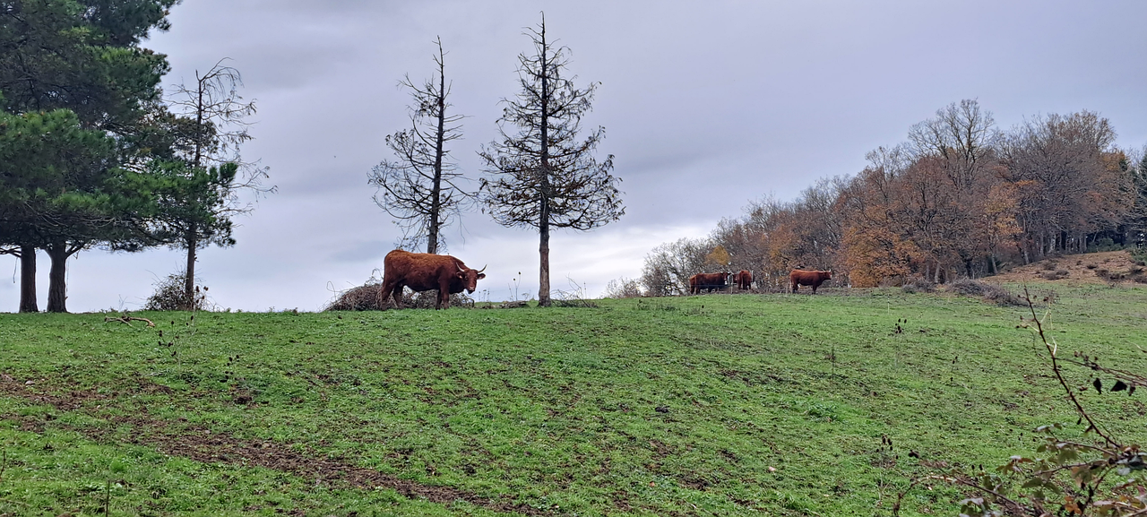 Vache Nature Cultiver - Image gratuite sur Pixabay - Pixabay