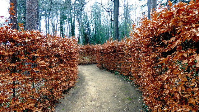 Bosque Parque Árboles - Foto gratis en Pixabay - Pixabay