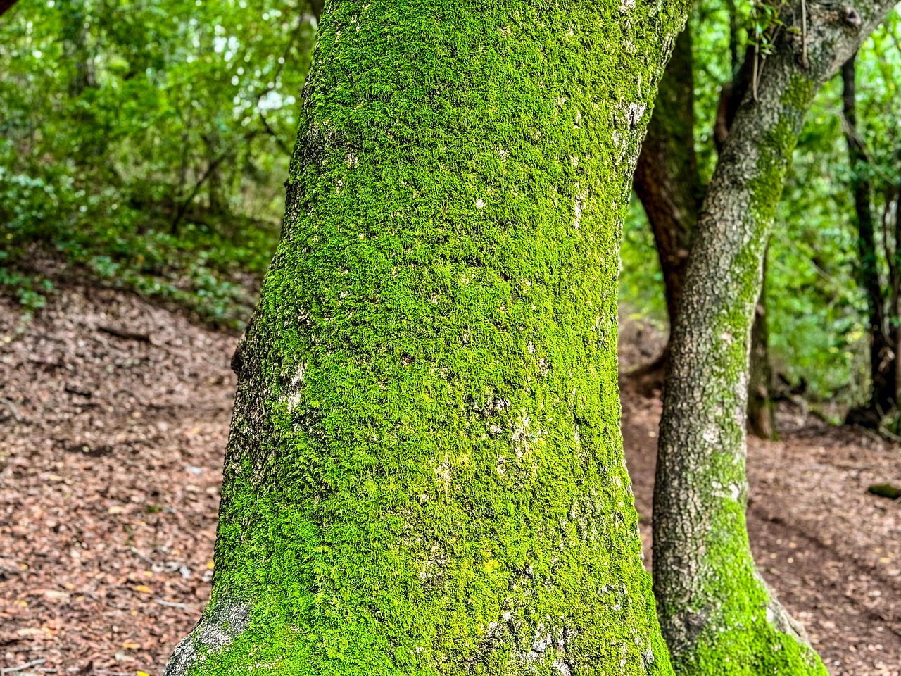Novato Lintas Alam - Foto gratis di Pixabay - Pixabay