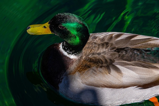 Pato Verde Nadar - Foto gratuita no Pixabay - Pixabay
