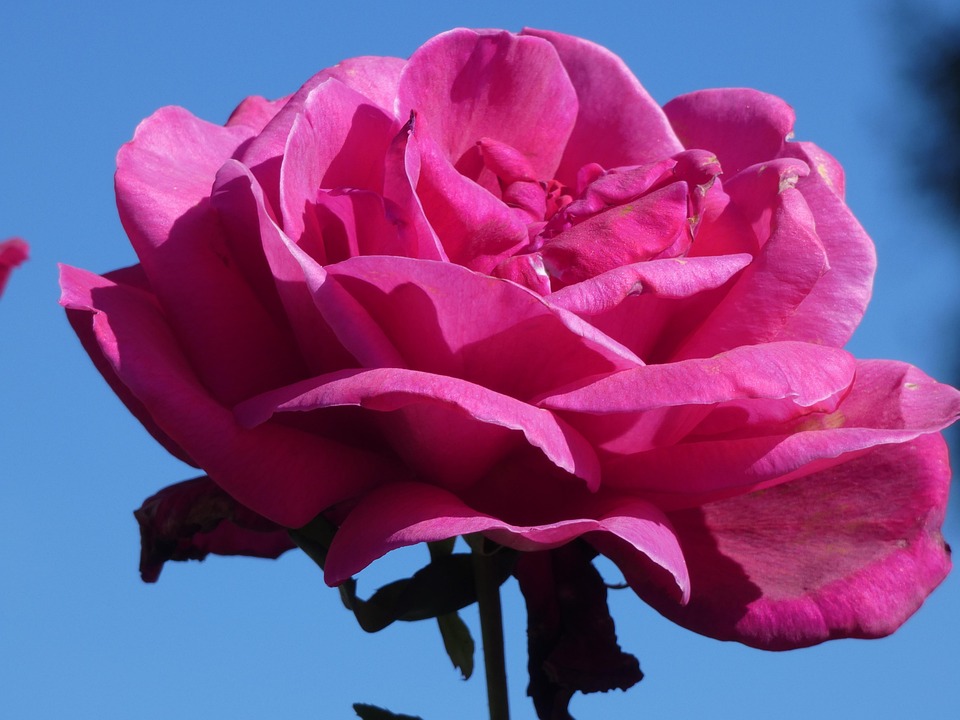 Pinke Rose Blume - Kostenloses Foto auf Pixabay - Pixabay