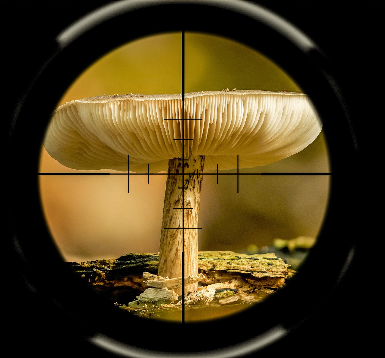 Vegetarian Hunter Mushroom Rifle - Free photo on Pixabay - Pixabay