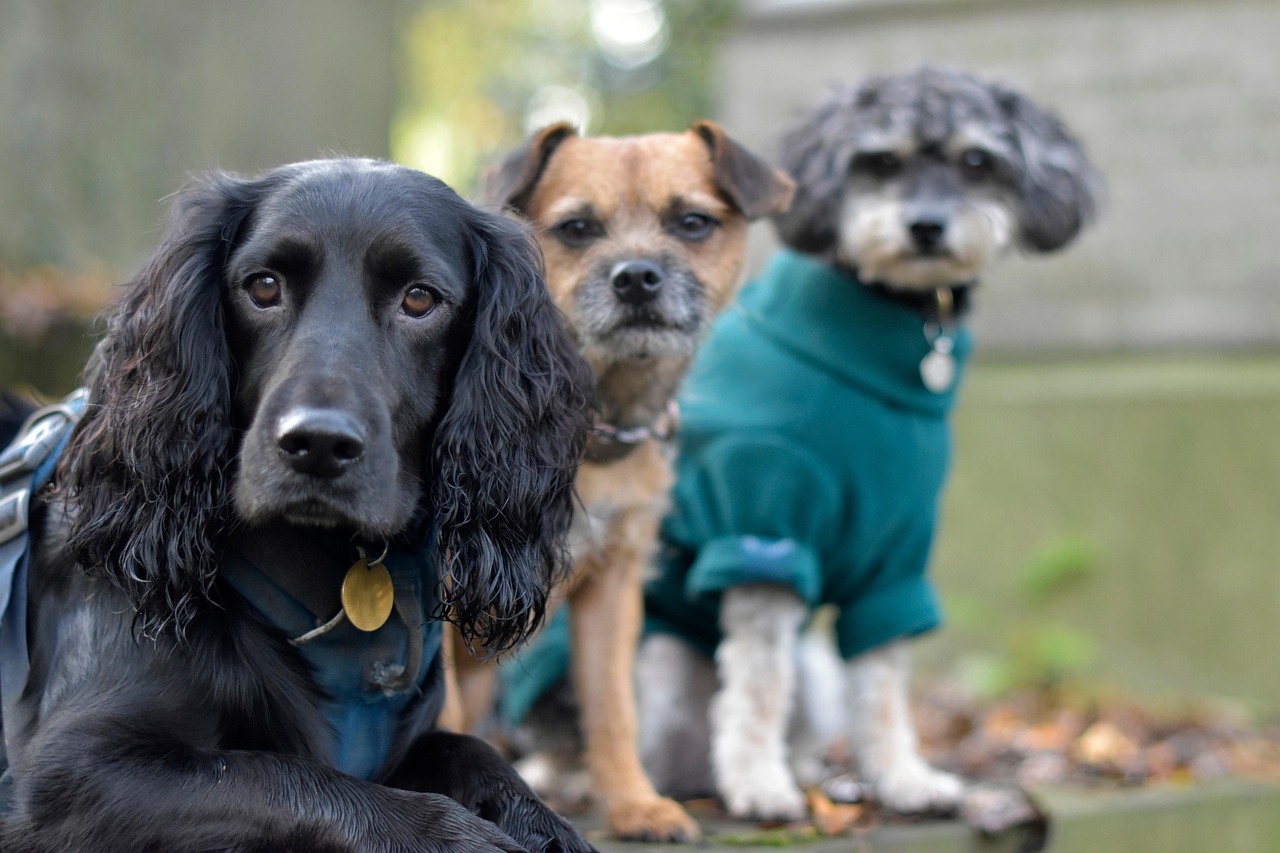 Group Of Dogs Cute Dog - Free photo on Pixabay - Pixabay
