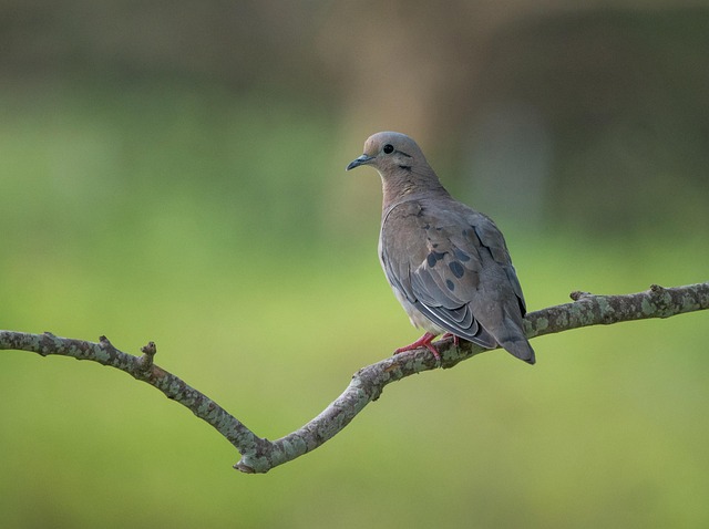 Colombe À Oreilles Nature - Photo gratuite sur Pixabay - Pixabay