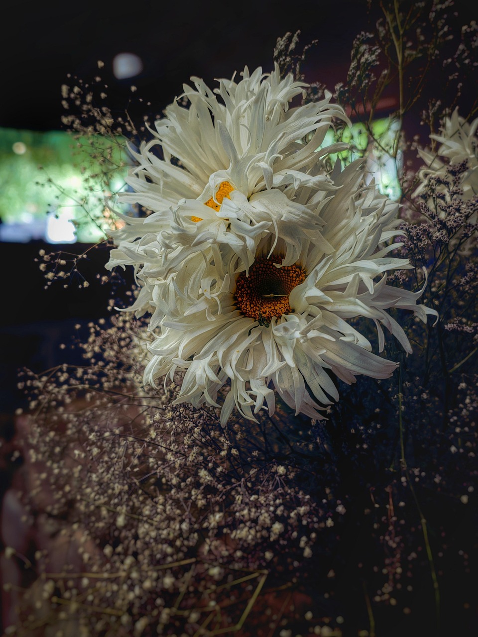 Daisy Margarita Bunga-Bunga - Foto gratis di Pixabay