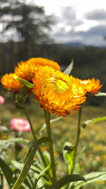 Immortal Flowers Flower - Free photo on Pixabay - Pixabay