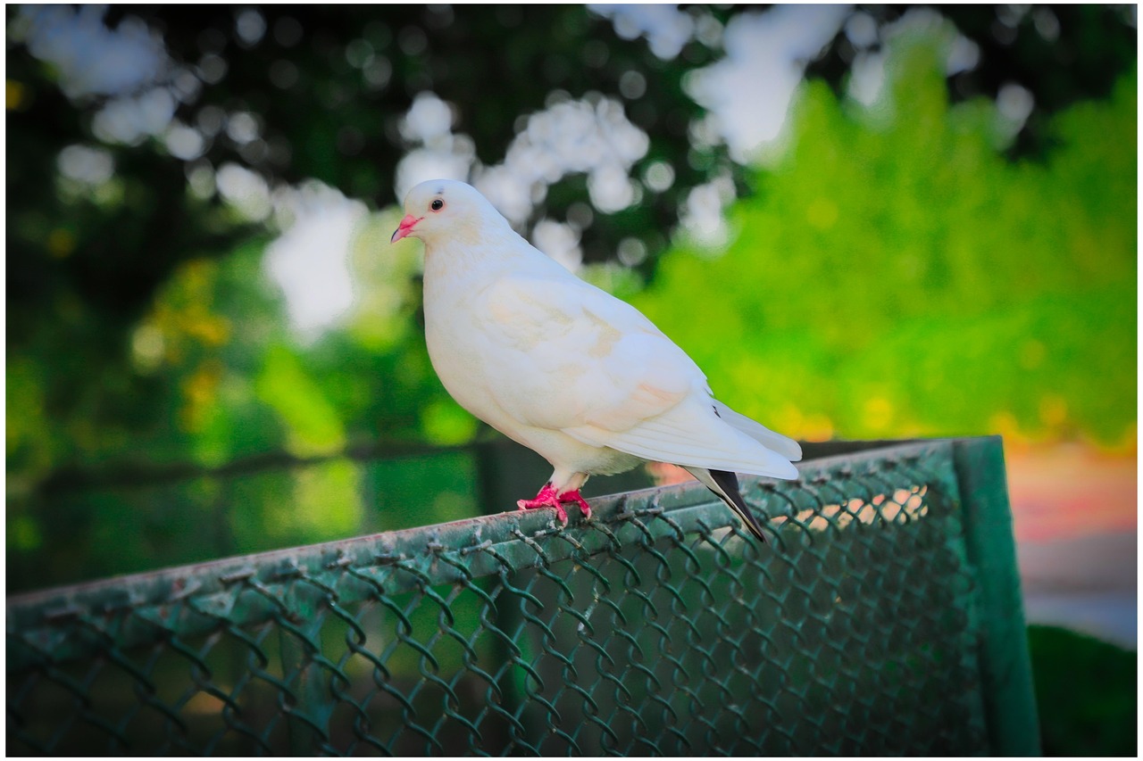 Merpati Burung Alam - Foto gratis di Pixabay - Pixabay