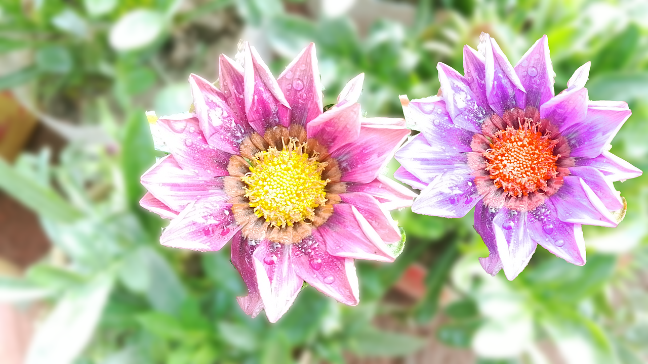Daisy Flowers Love - Free photo on Pixabay - Pixabay