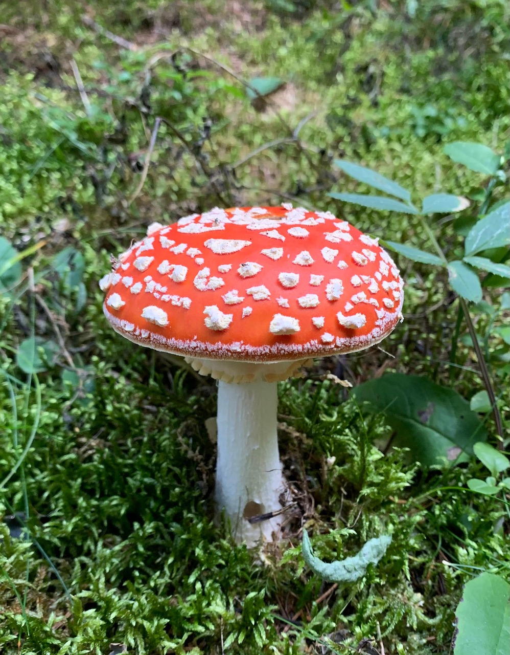 Nature Mouche Amanita Amanite - Photo gratuite sur Pixabay - Pixabay