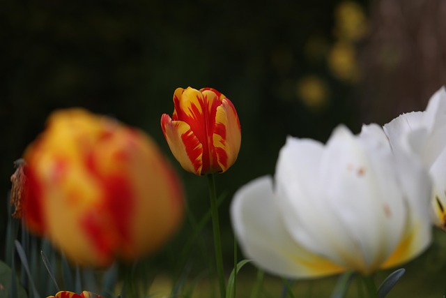 Bunga-Bunga Tulip Kelopak Padang - Foto gratis di Pixabay - Pixabay