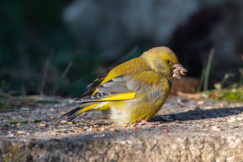 Greenfinch Bird Feathers - Free photo on Pixabay - Pixabay
