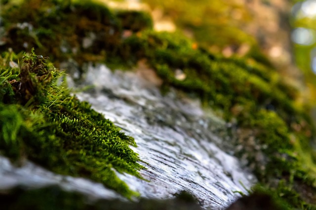 Forêt Mousse Nature - Photo gratuite sur Pixabay - Pixabay