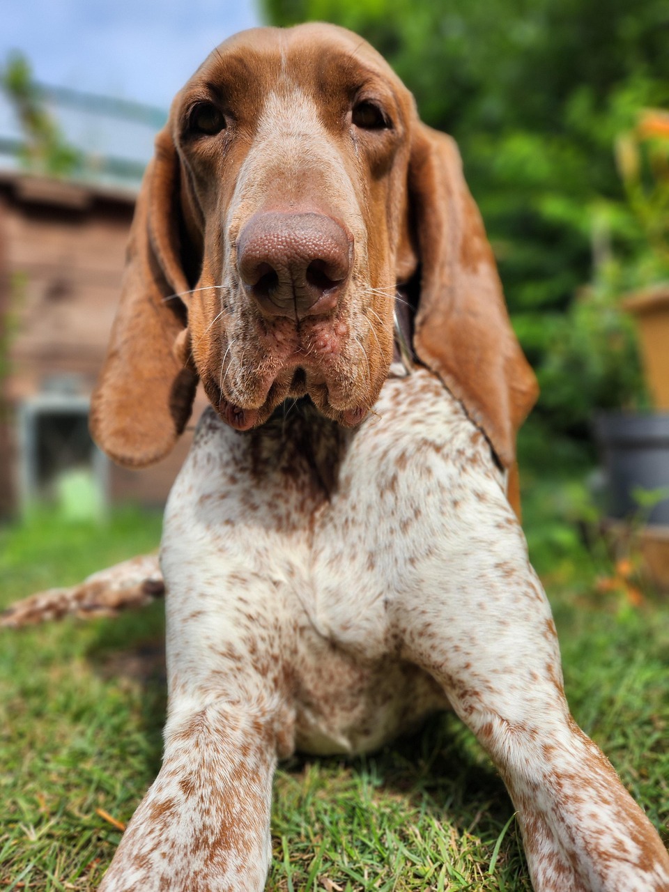 Bracco Italiano Perro Animal - Foto gratis en Pixabay - Pixabay
