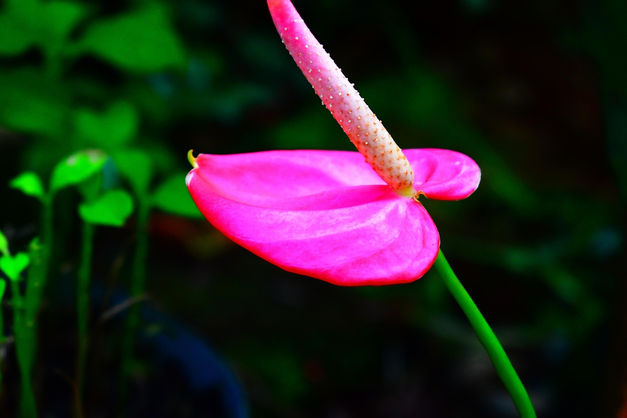Anthurium Bunga Alam - Foto gratis di Pixabay - Pixabay