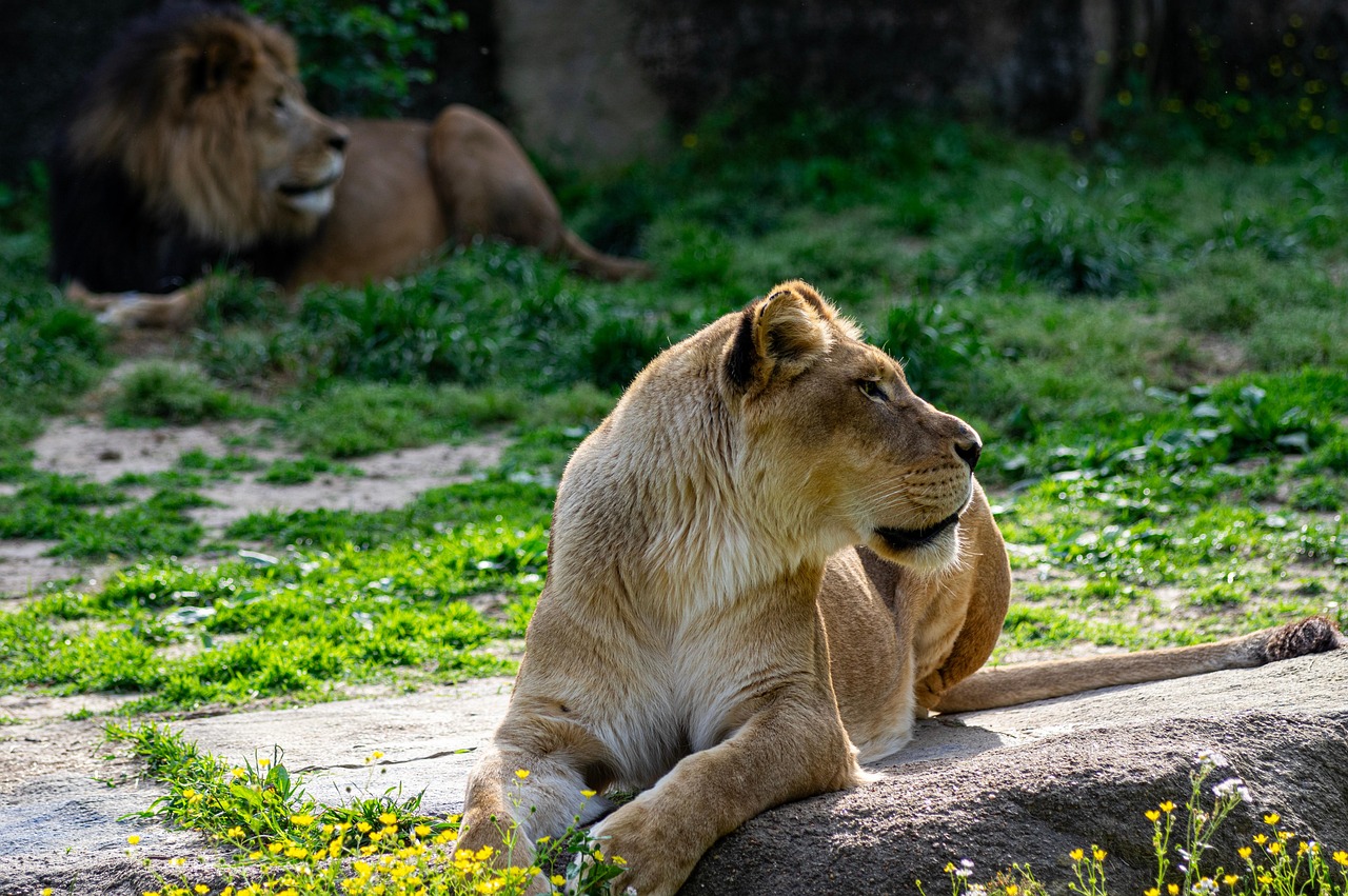 León Leona Fauna Silvestre - Foto gratis en Pixabay - Pixabay
